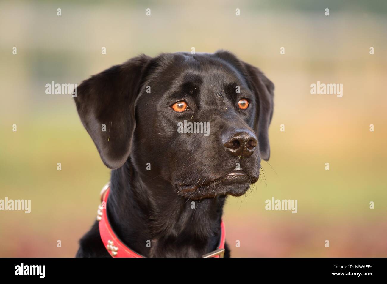 Head shot of a young black Labrador retriever Stock Photo - Alamy