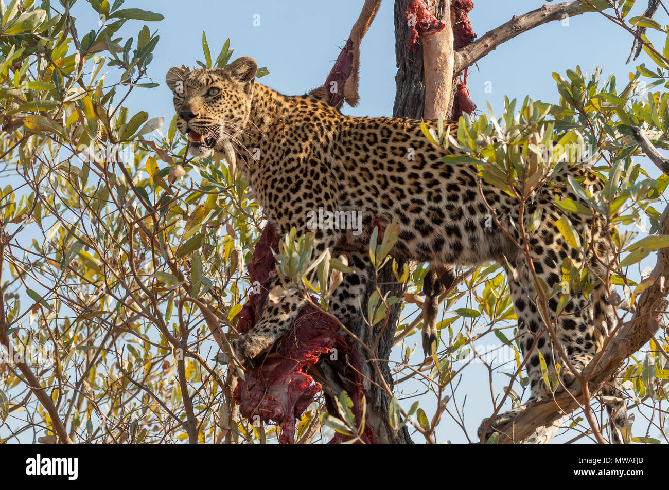 A Leopard high in a tree with the remnants of a dead antelope Stock ...