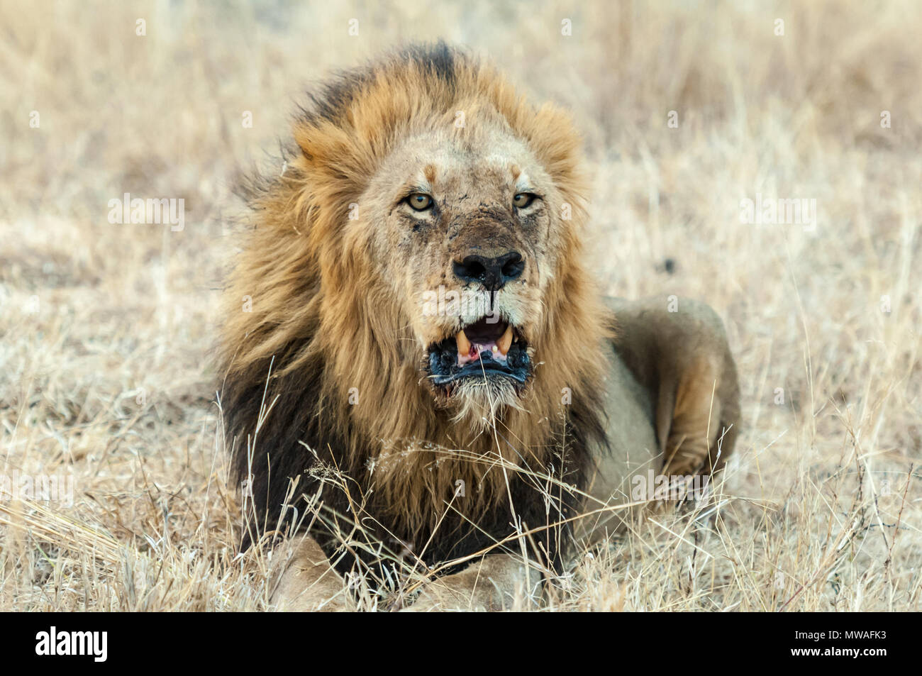 Old male lion resting in the savannah grass at Sabi Sands game reserve ...