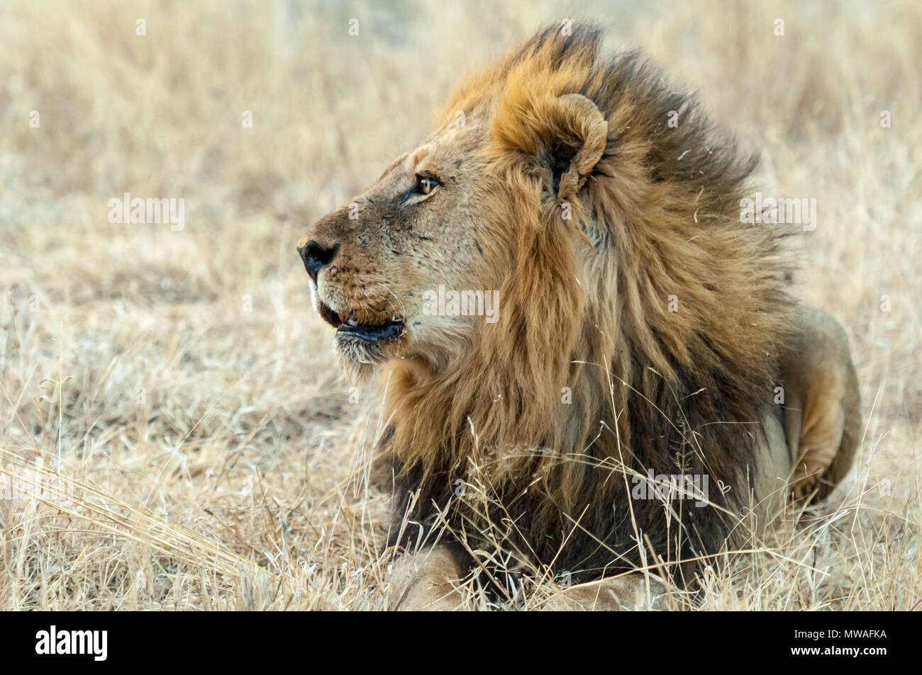Old male lion resting in the savannah grass at Sabi Sands game reserve ...