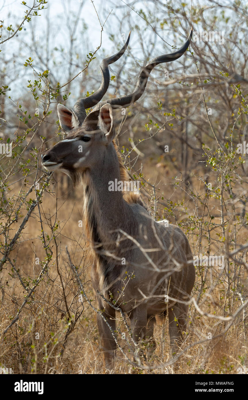 An adult male Greater Kudu, with its magnificent twisting horns, in the ...