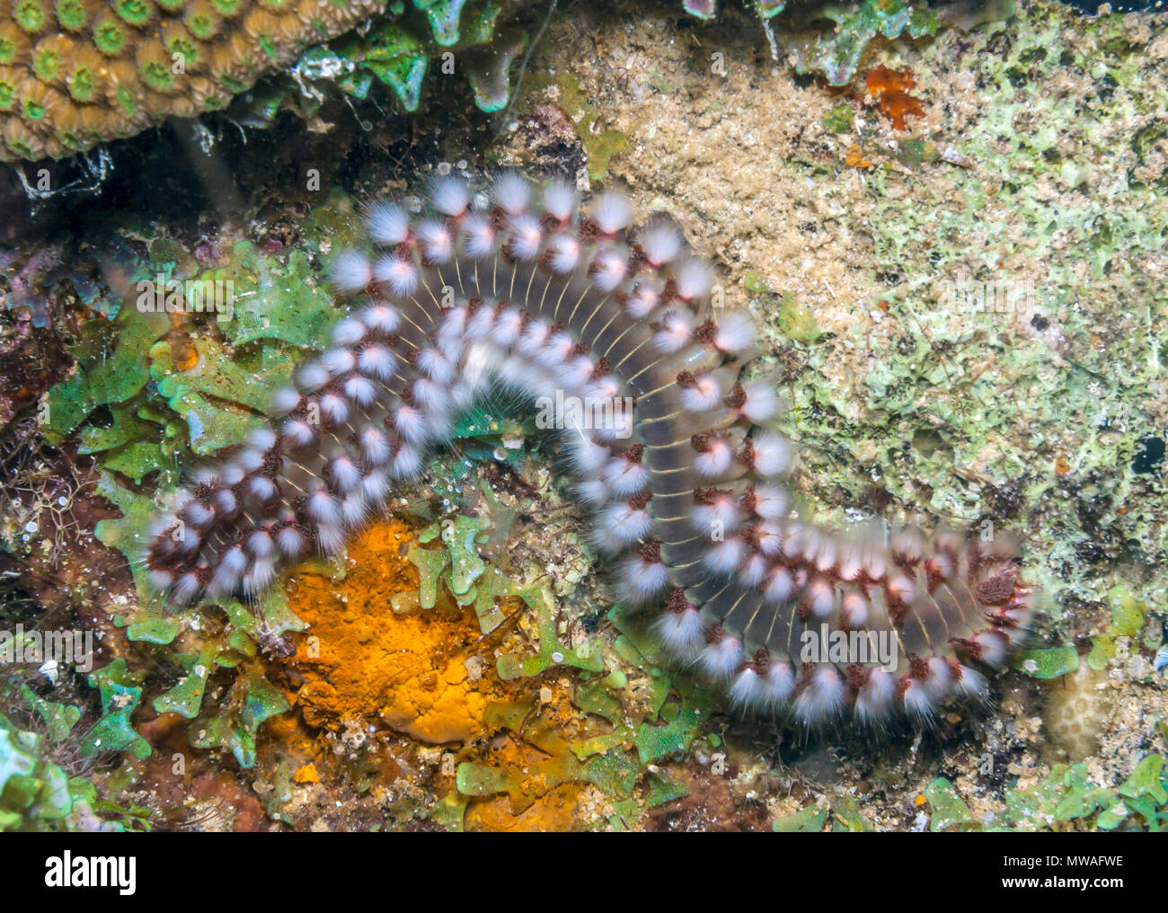 bearded fireworm, Hermodice carunculata, is a type of marine ...
