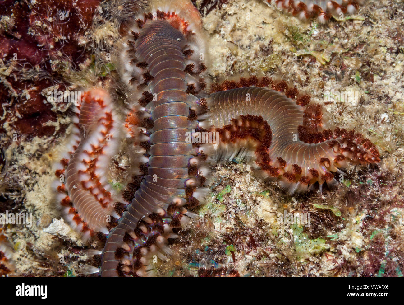 Amphinomidae High Resolution Stock Photography and Images - Alamy