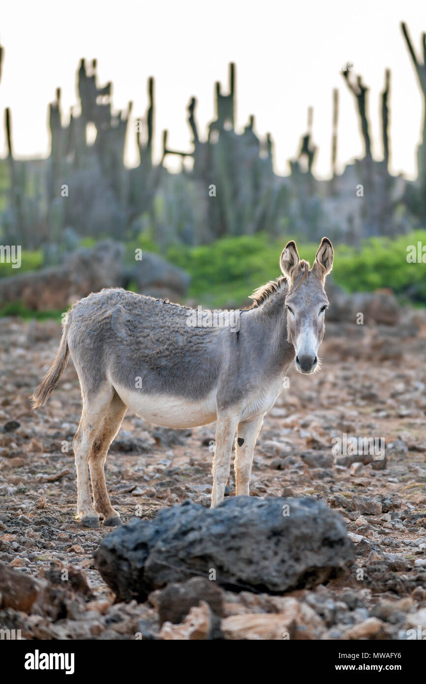 Donkey in desert on island of Bonaire Stock Photo - Alamy