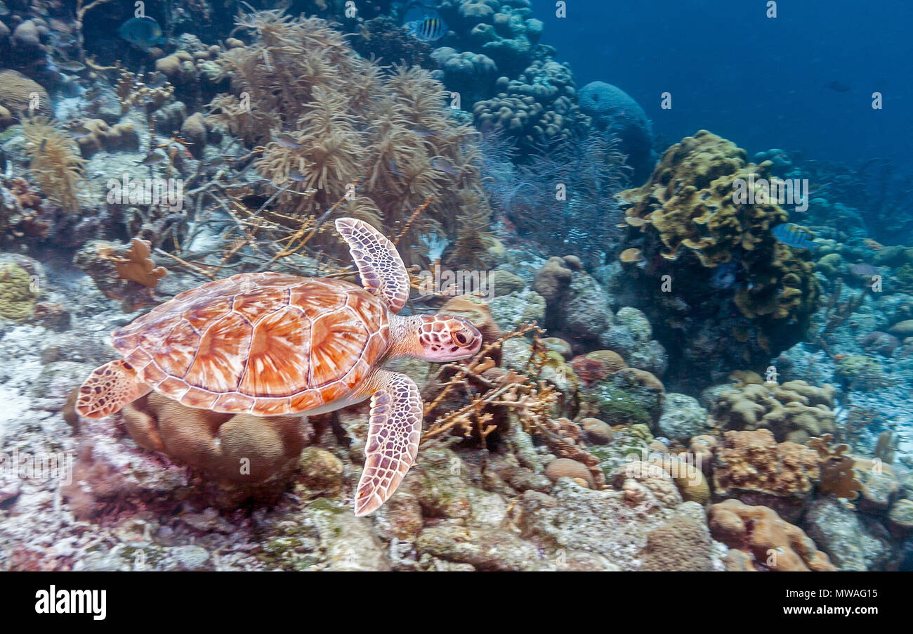 green sea turtle,Chelonia mydas, also known as the green turtle, black ...