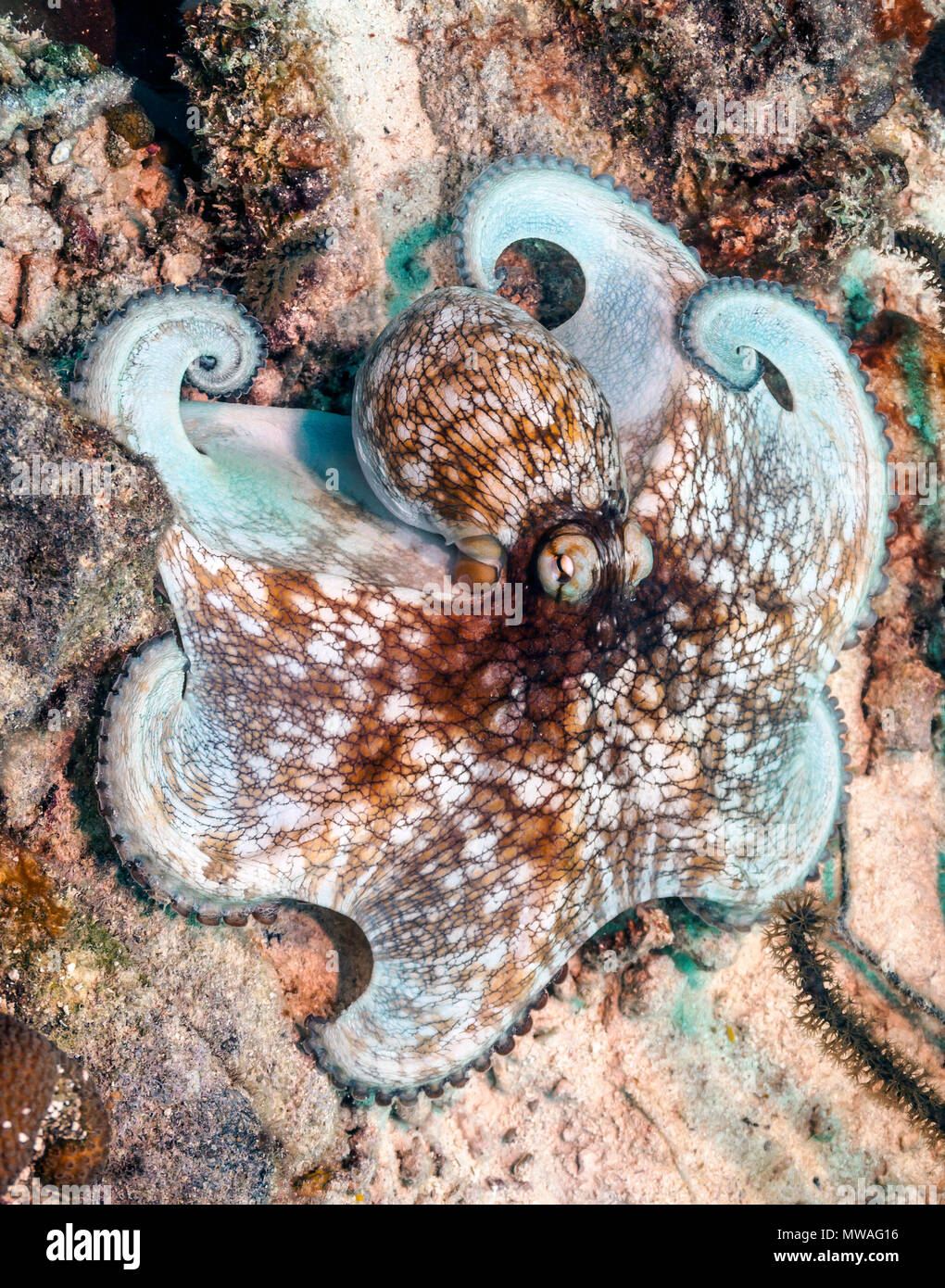 Caribbean reef octopus,Octopus briareus is a coral reef marine animal ...
