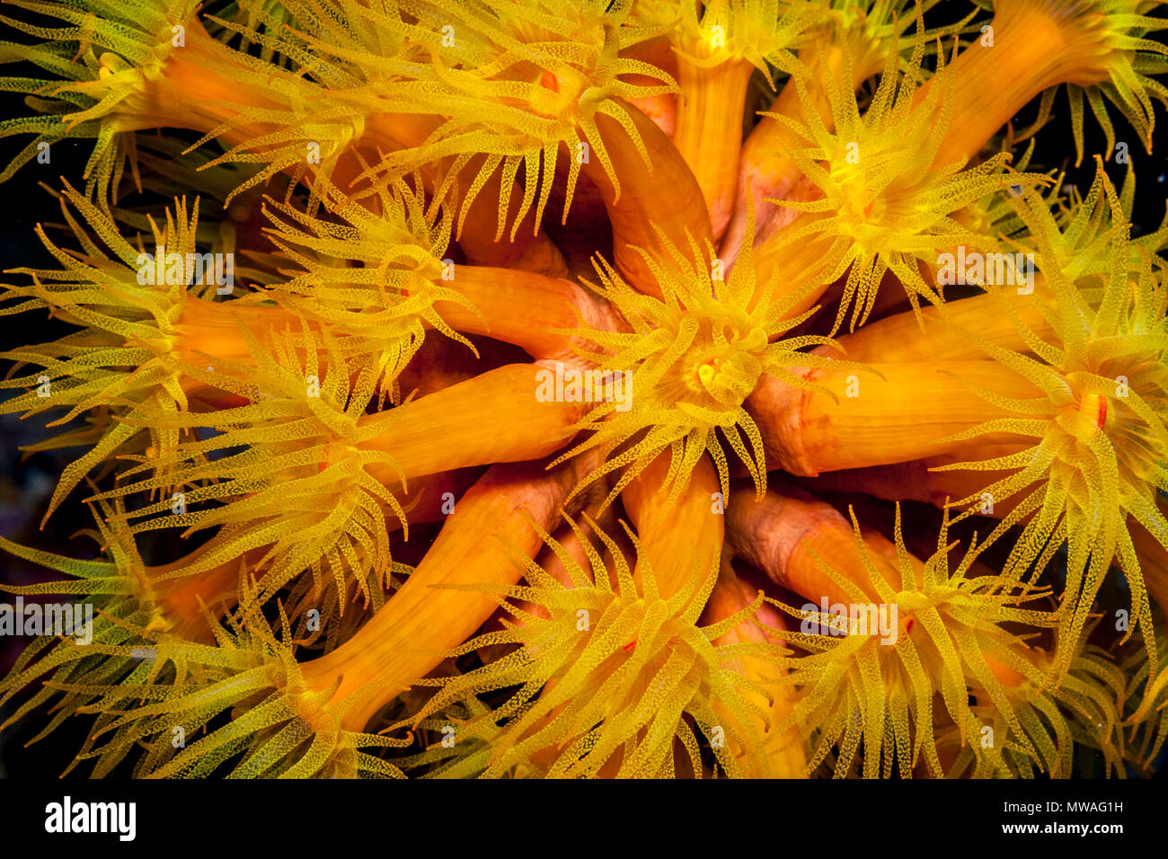 Tubastrea, also known as sun coral or sun polyps, is a genus of coral ...