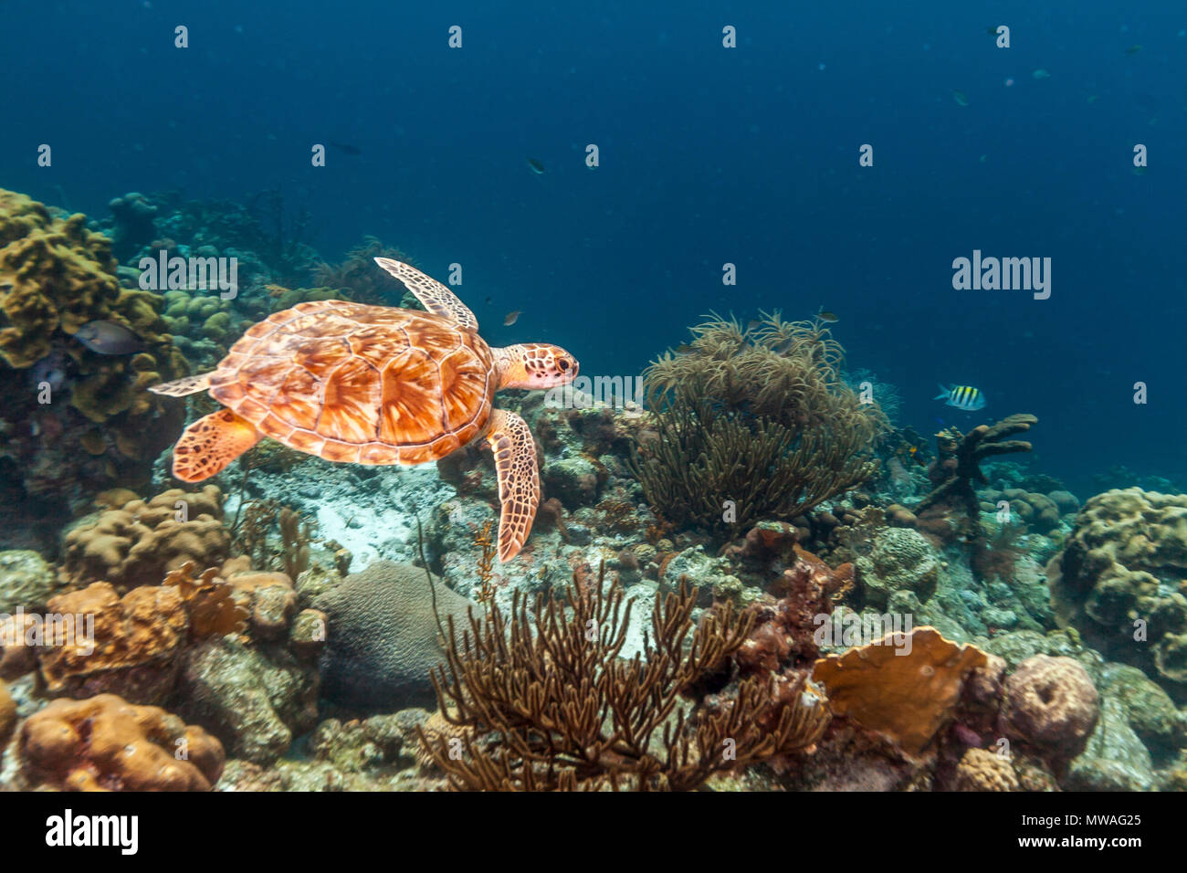 green sea turtle,Chelonia mydas, also known as the green turtle, black ...