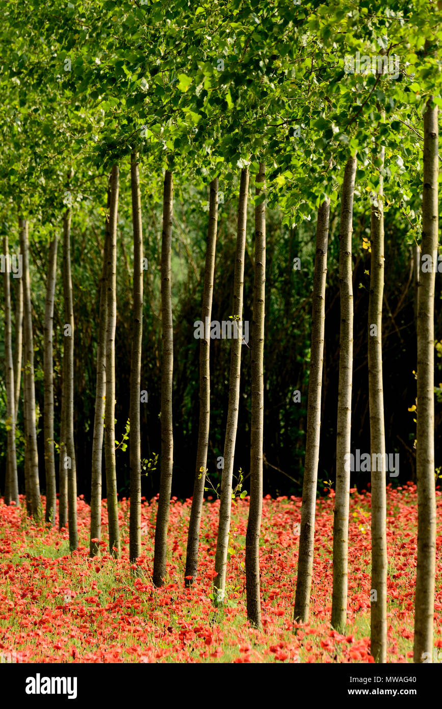 Row colourful trees in hi-res stock photography and images - Alamy