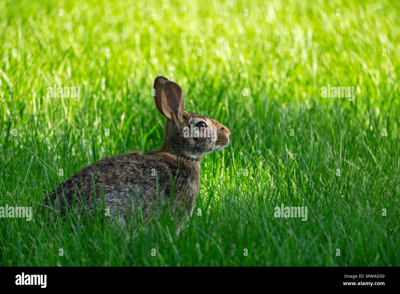 gray hare sitting on a clearing of green grass Stock Photo - Alamy