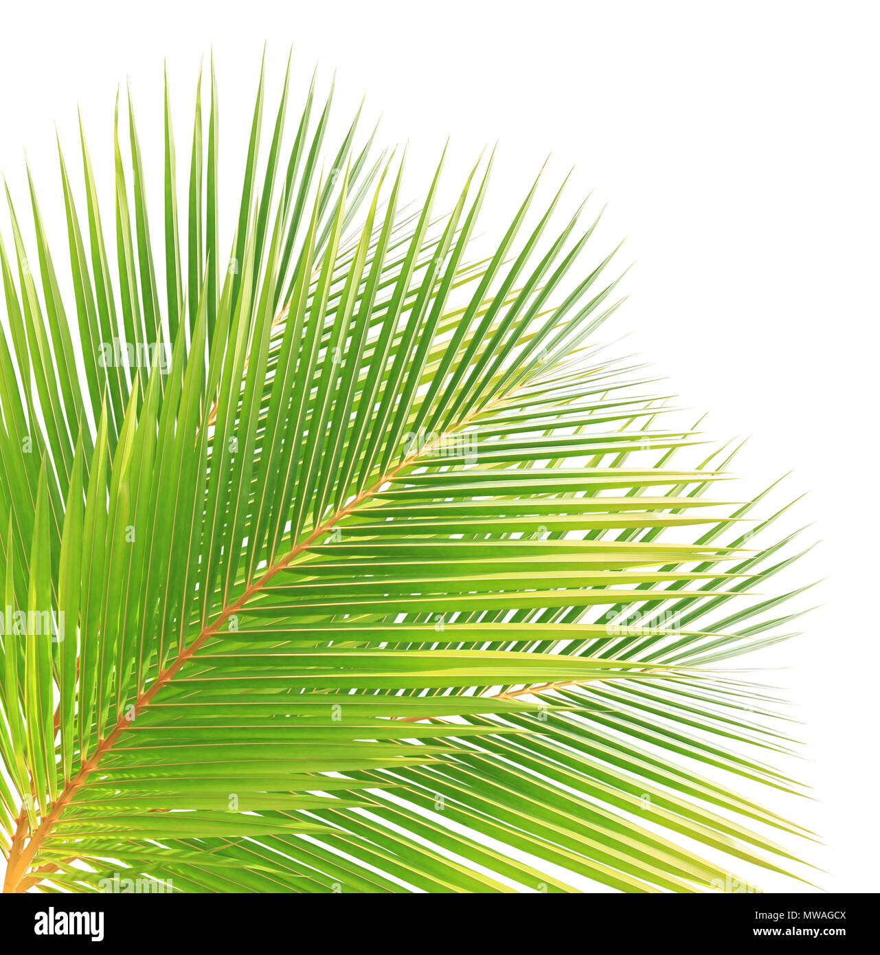 Green coconut leaves isolated on white background Stock Photo - Alamy