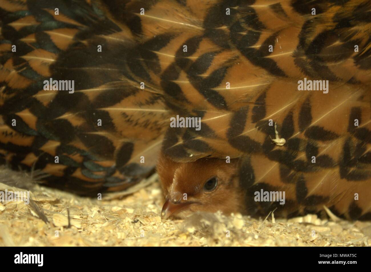 Chicks under hen hi-res stock photography and images - Alamy
