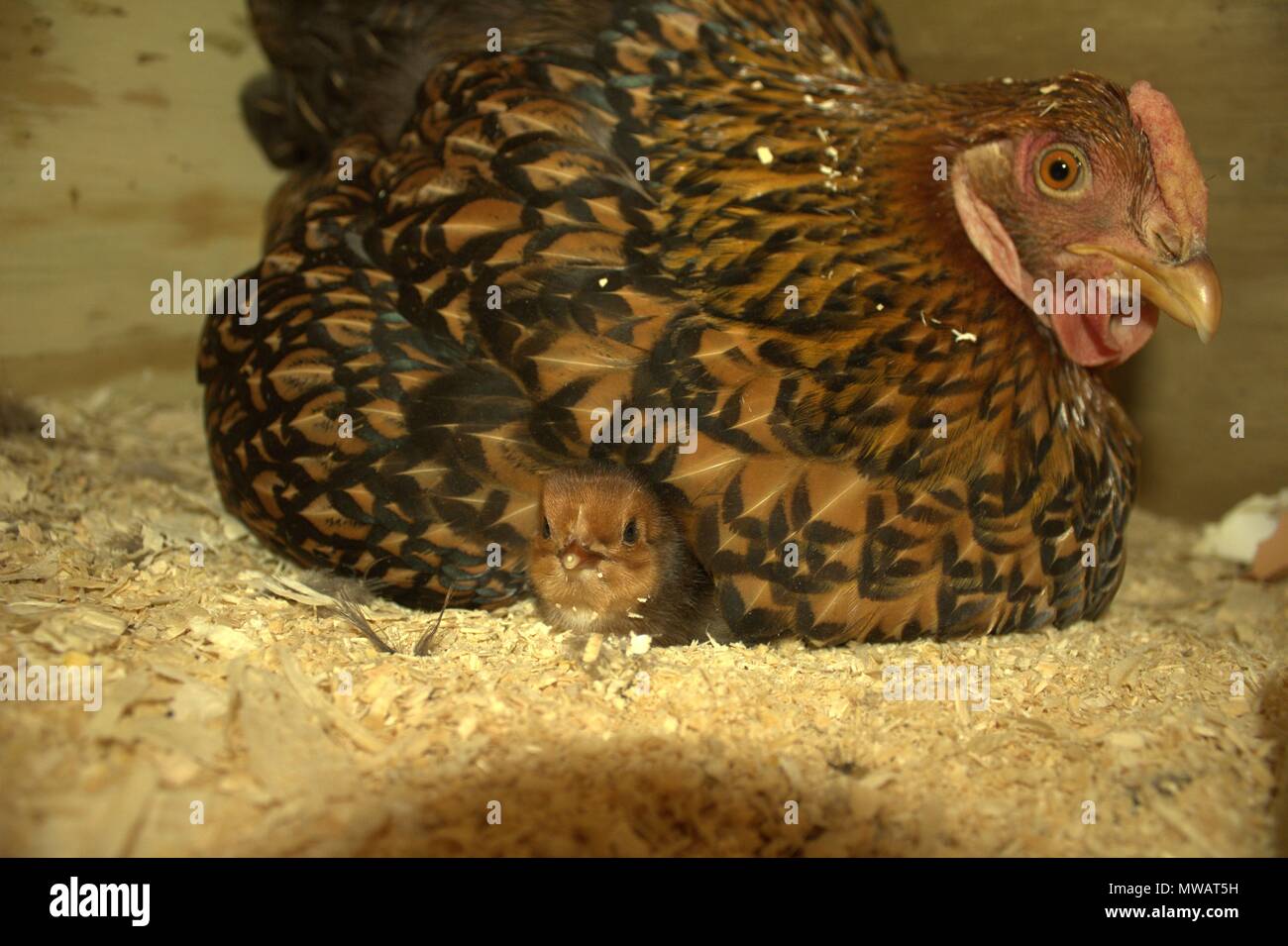 Chicks under hen hi-res stock photography and images - Alamy