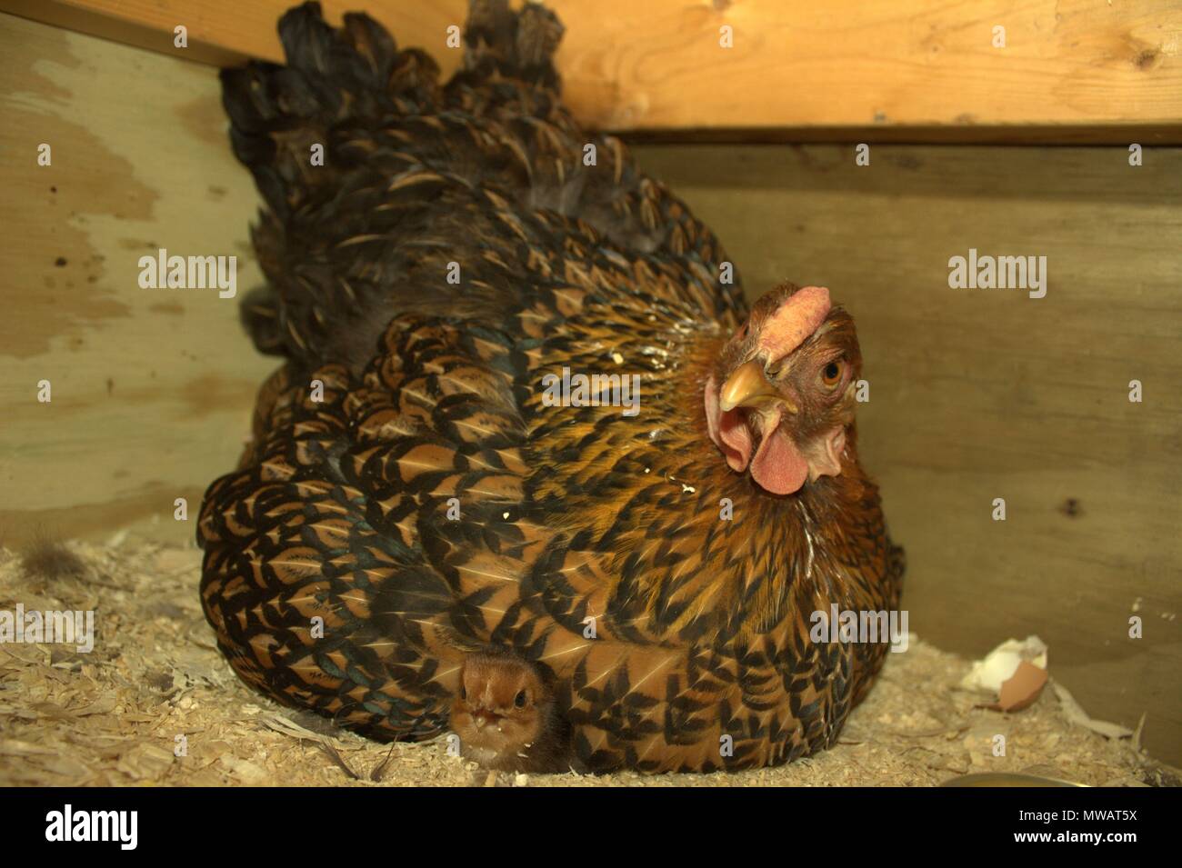 Chicks under hen hi-res stock photography and images - Alamy