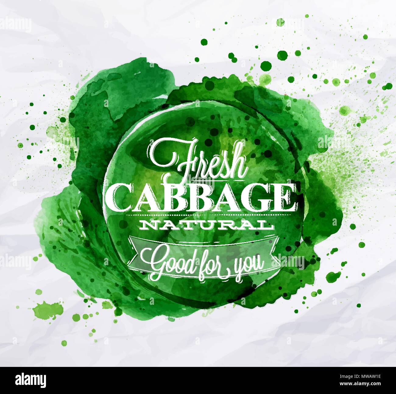 Cabbage vegetable sketch Stock Vector Images - Alamy