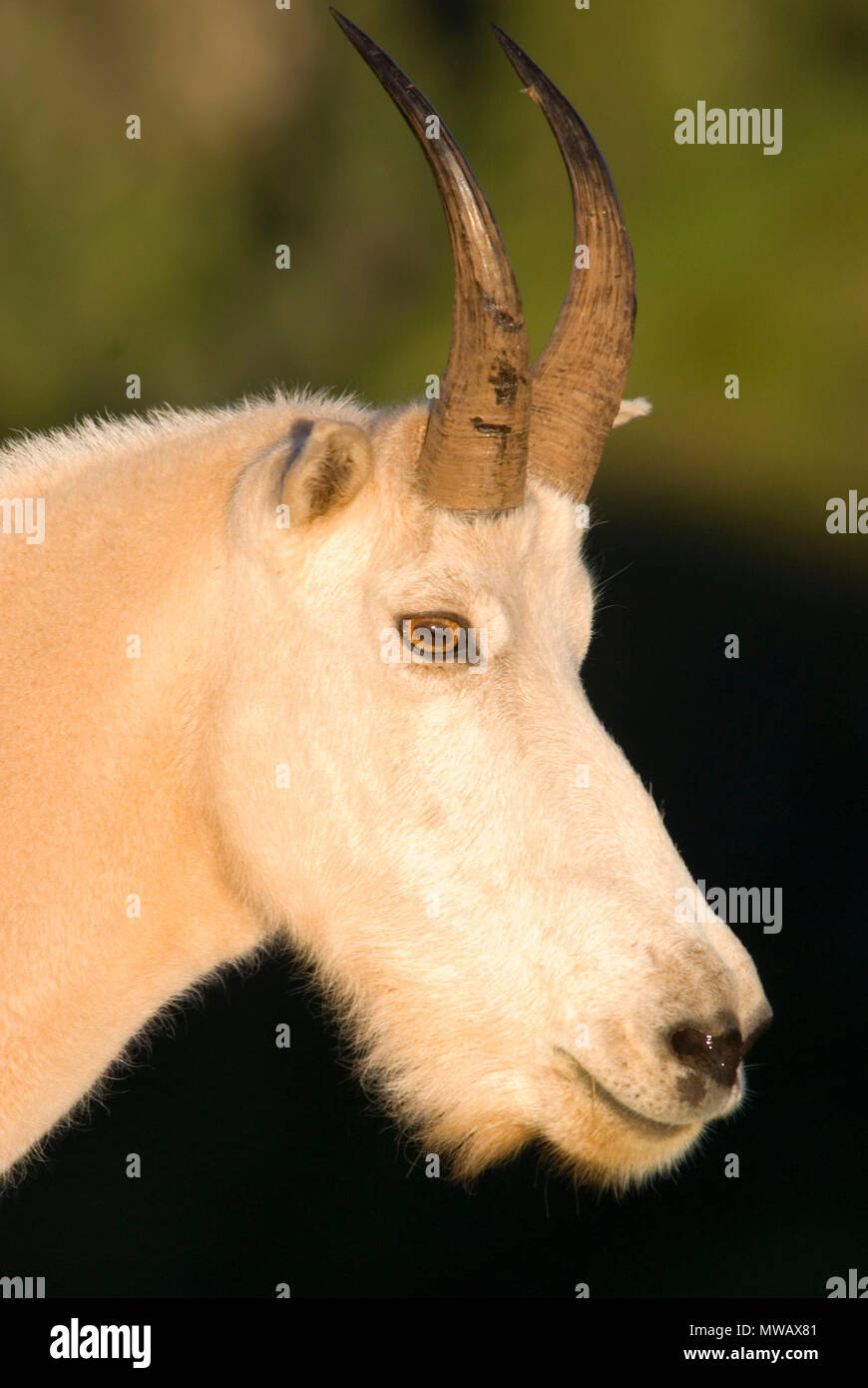 Olympic national park washington goat hi-res stock photography and ...