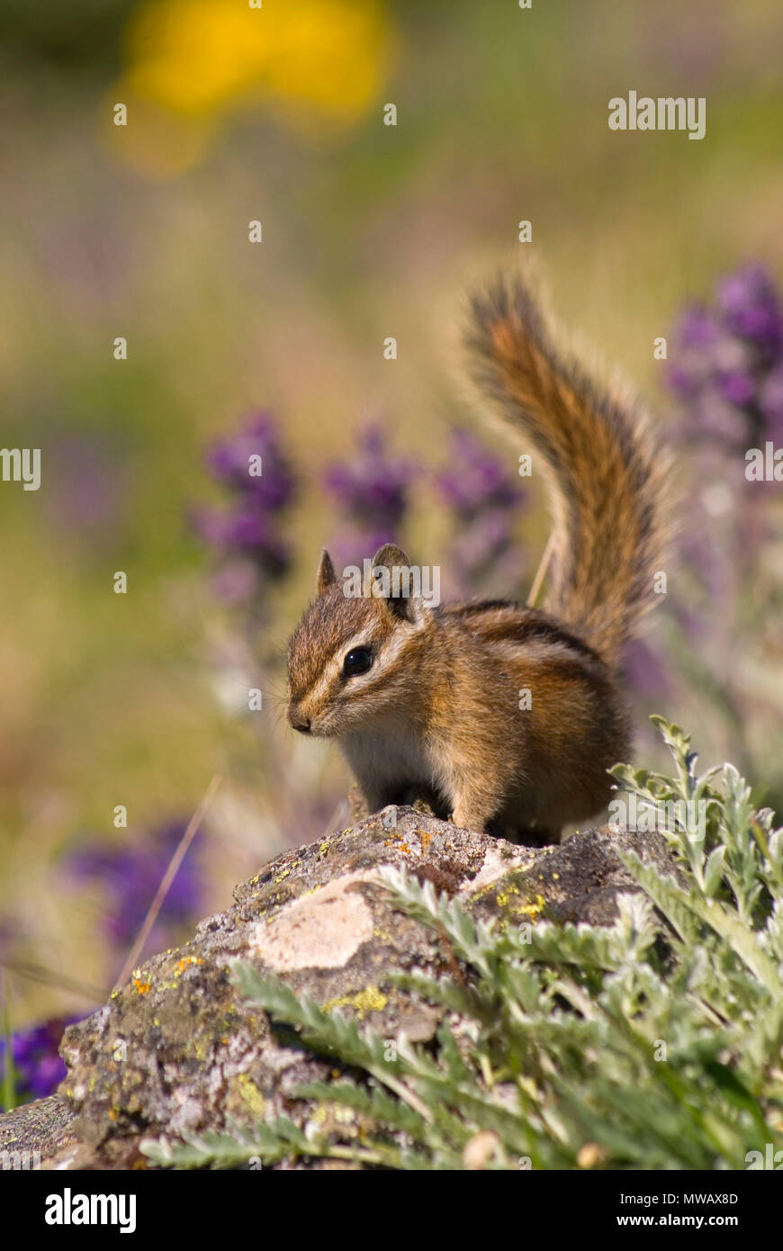Olympic chipmunk, Olympic National Park, Washington Stock Photo - Alamy