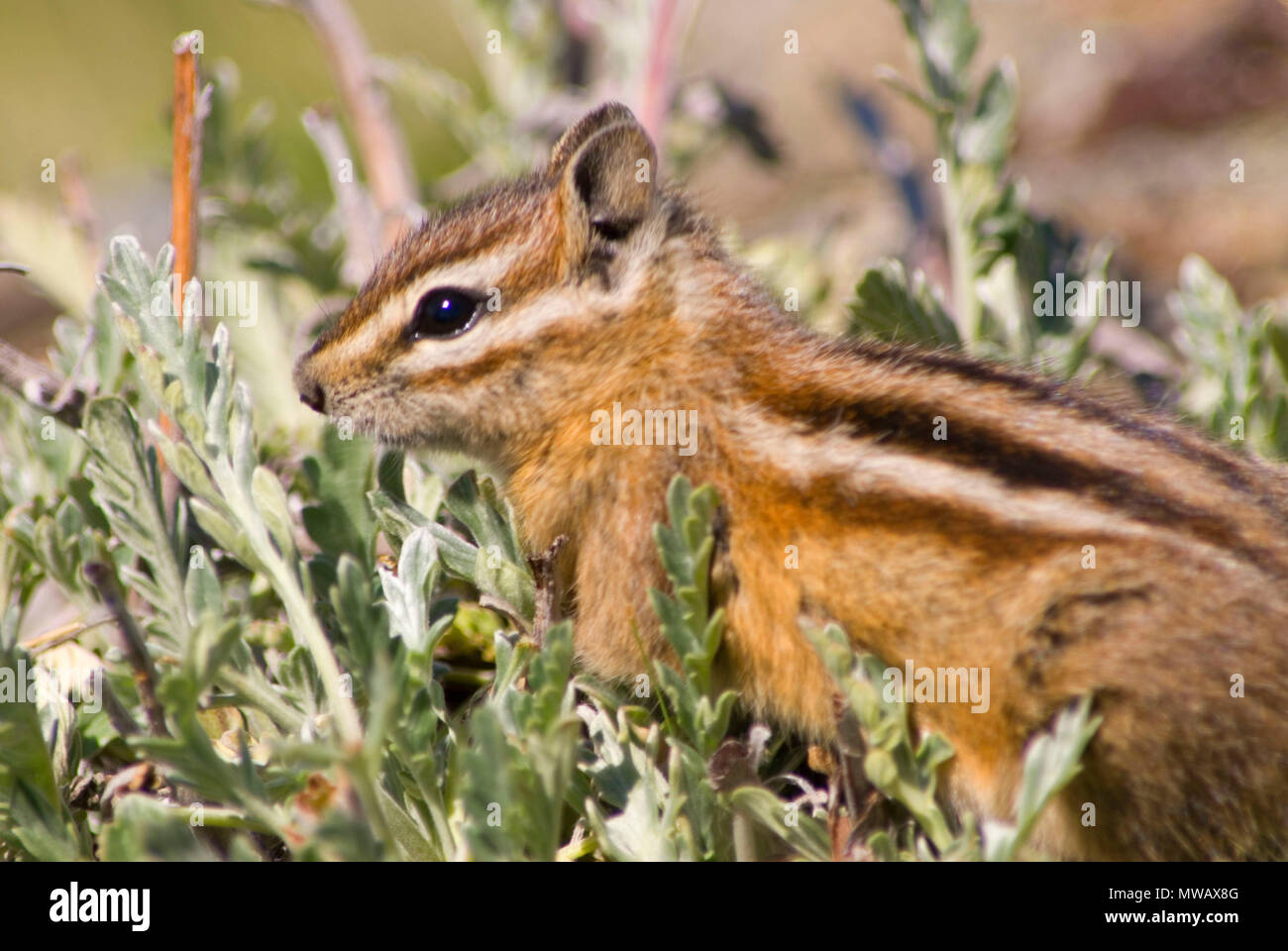 Endemic olympic national park hi-res stock photography and images - Alamy