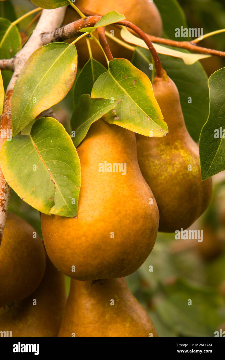 Pears in orchard, Chelan County, Washington Stock Photo - Alamy