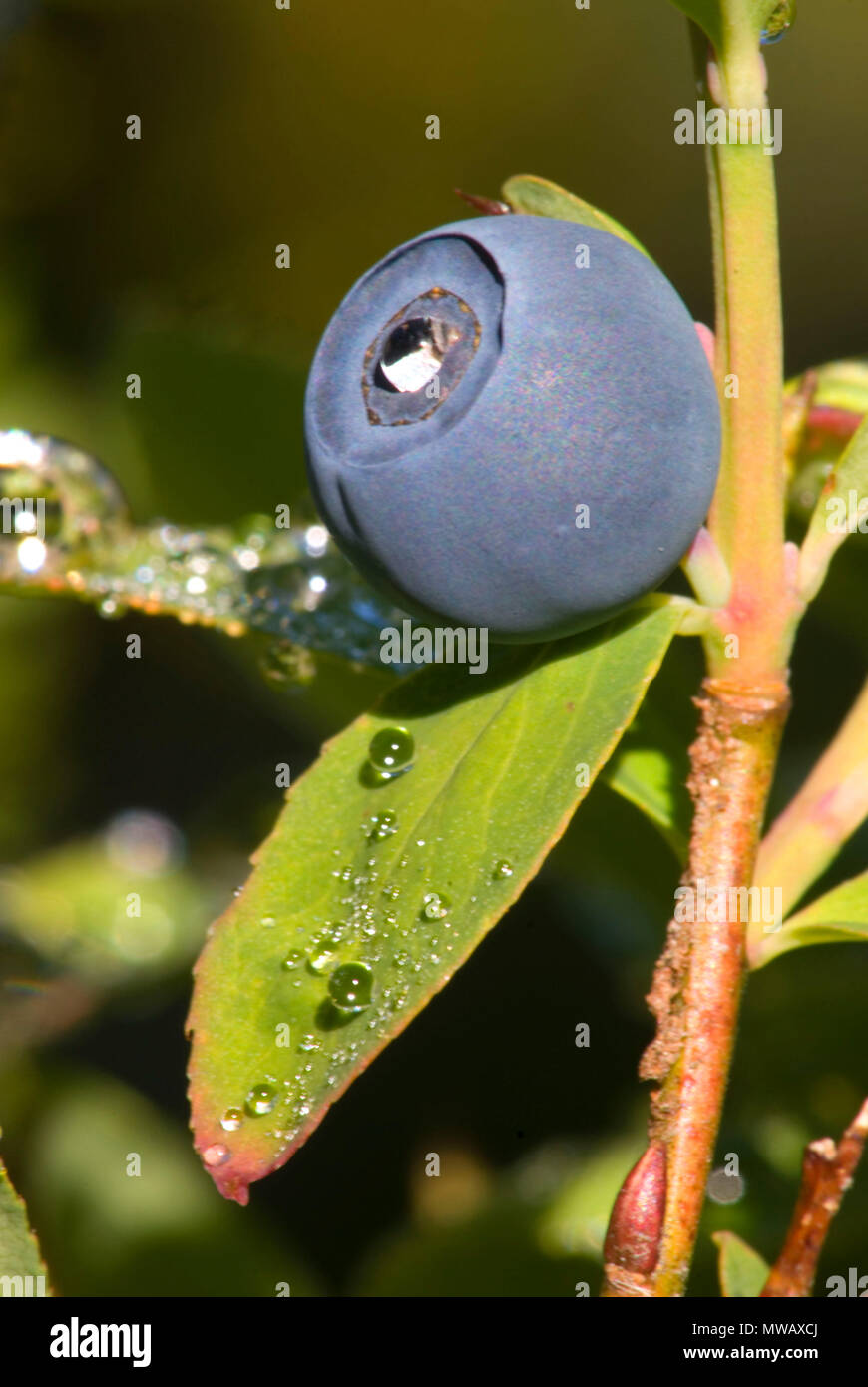 Wild blueberry, Mt Pilchuck State Park, Washington Stock Photo - Alamy