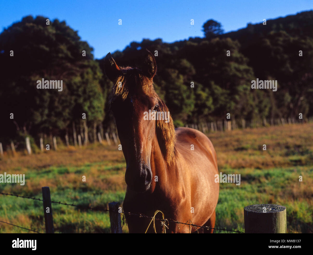 Waiheke island auckland New Zealand. pictures Neville Marriner Scanned ...