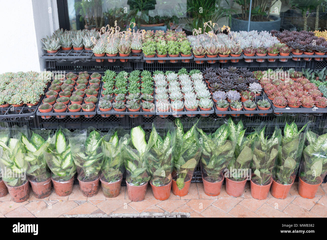 Fresh Plants For Sale in Flower Shop Stock Photo - Alamy