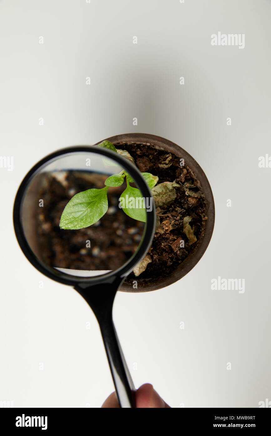 Magnifying lens plant hi-res stock photography and images - Alamy