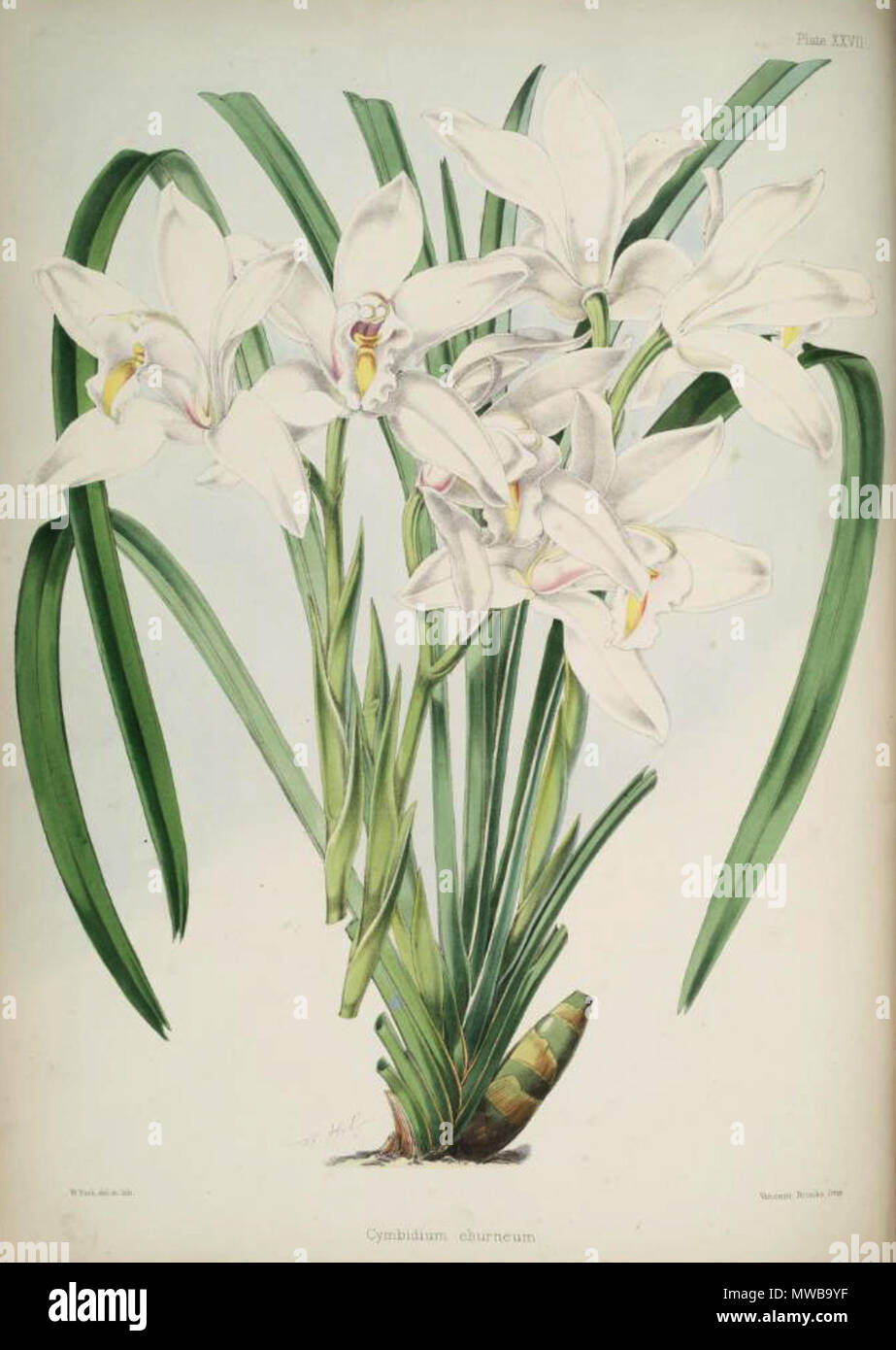 . Illustration of Cymbidium eburneum . between 1862 and 1865. Walter ...
