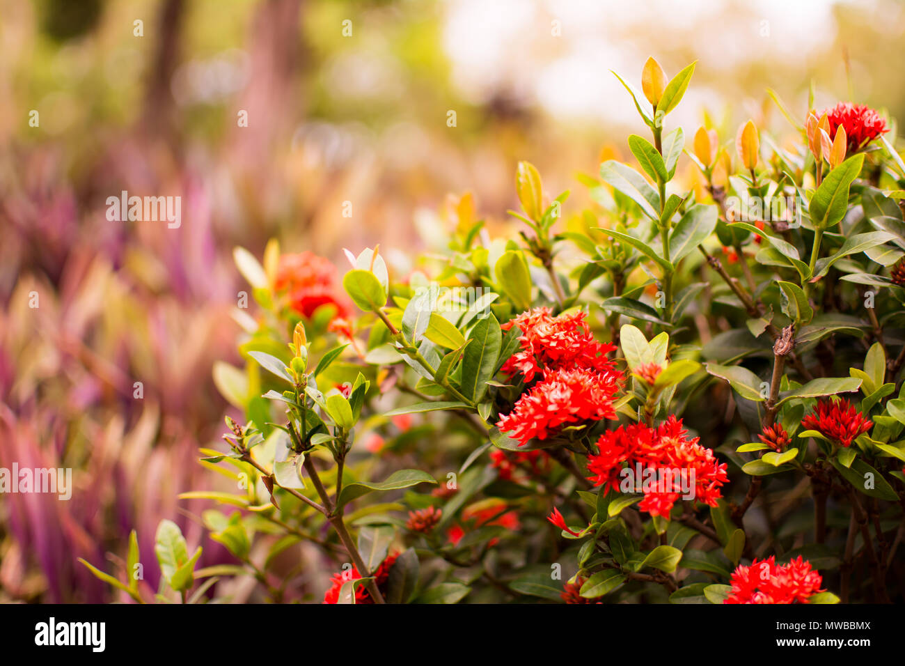 Red West Indian Jasmine or Ixora, small red flower with green leaves ...