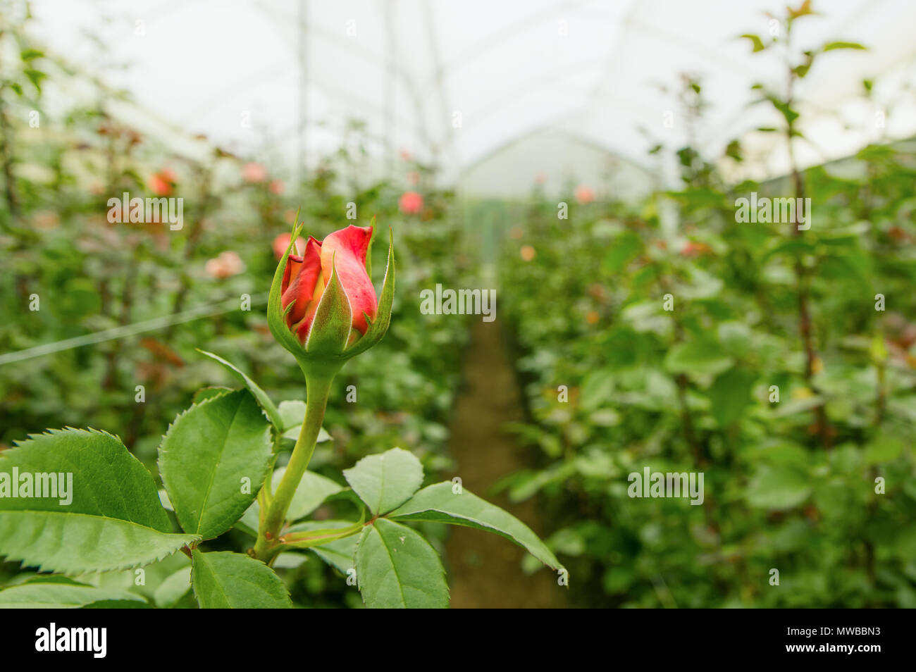 Ecuador rose farm hi-res stock photography and images - Alamy