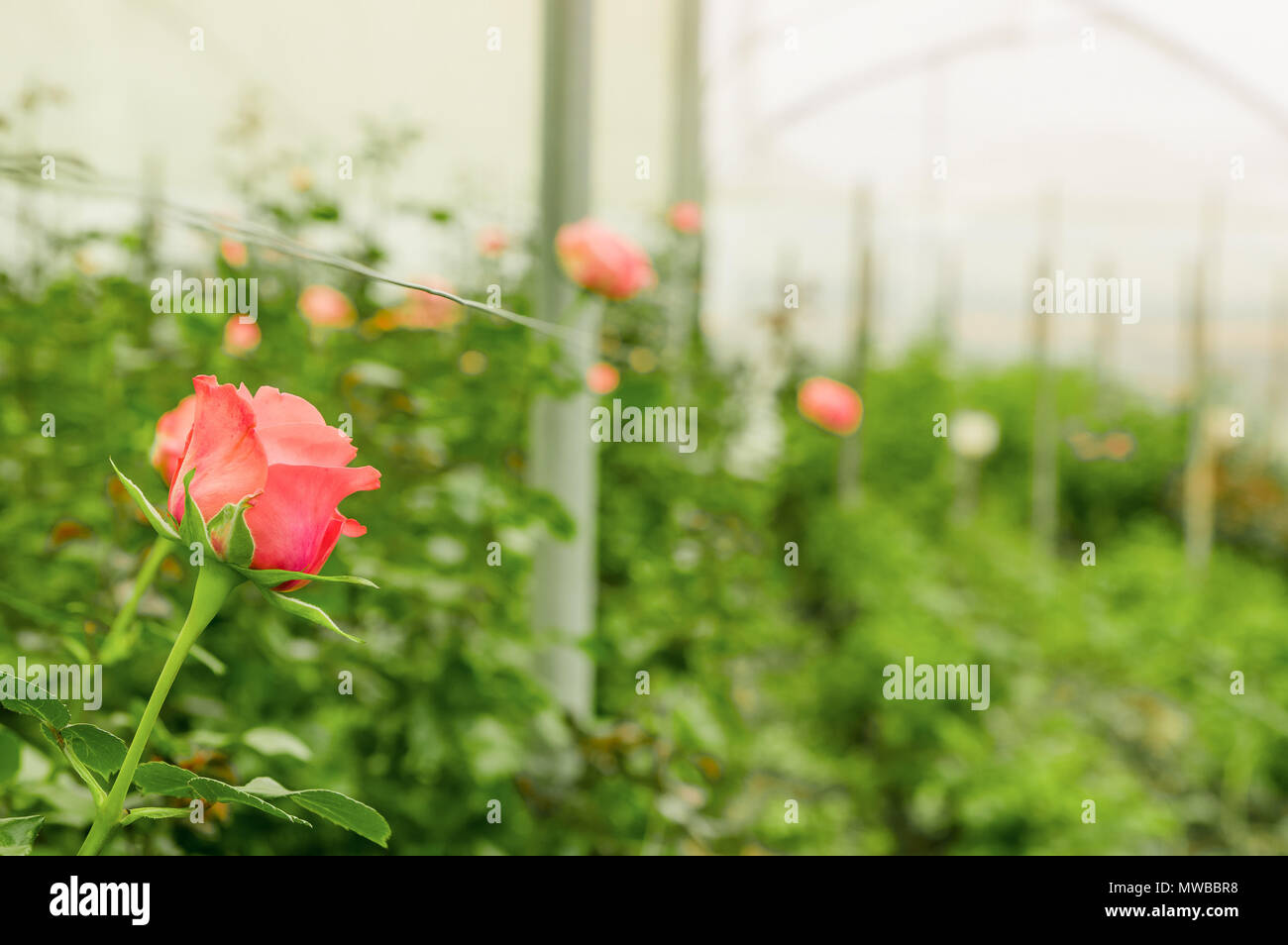 Ecuador rose farm hi-res stock photography and images - Alamy