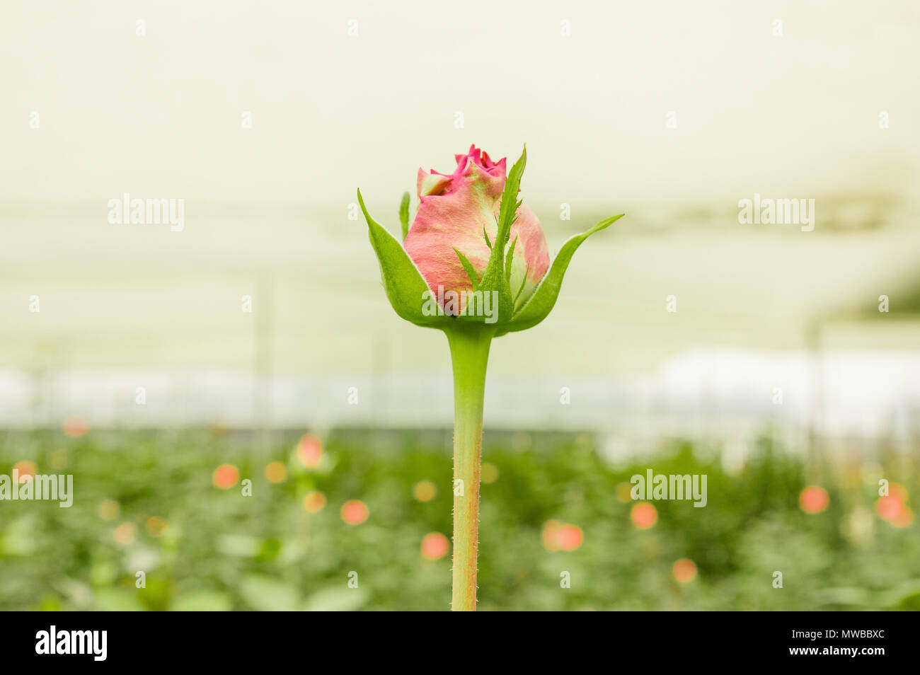 Ecuador flower plantation hi-res stock photography and images - Alamy
