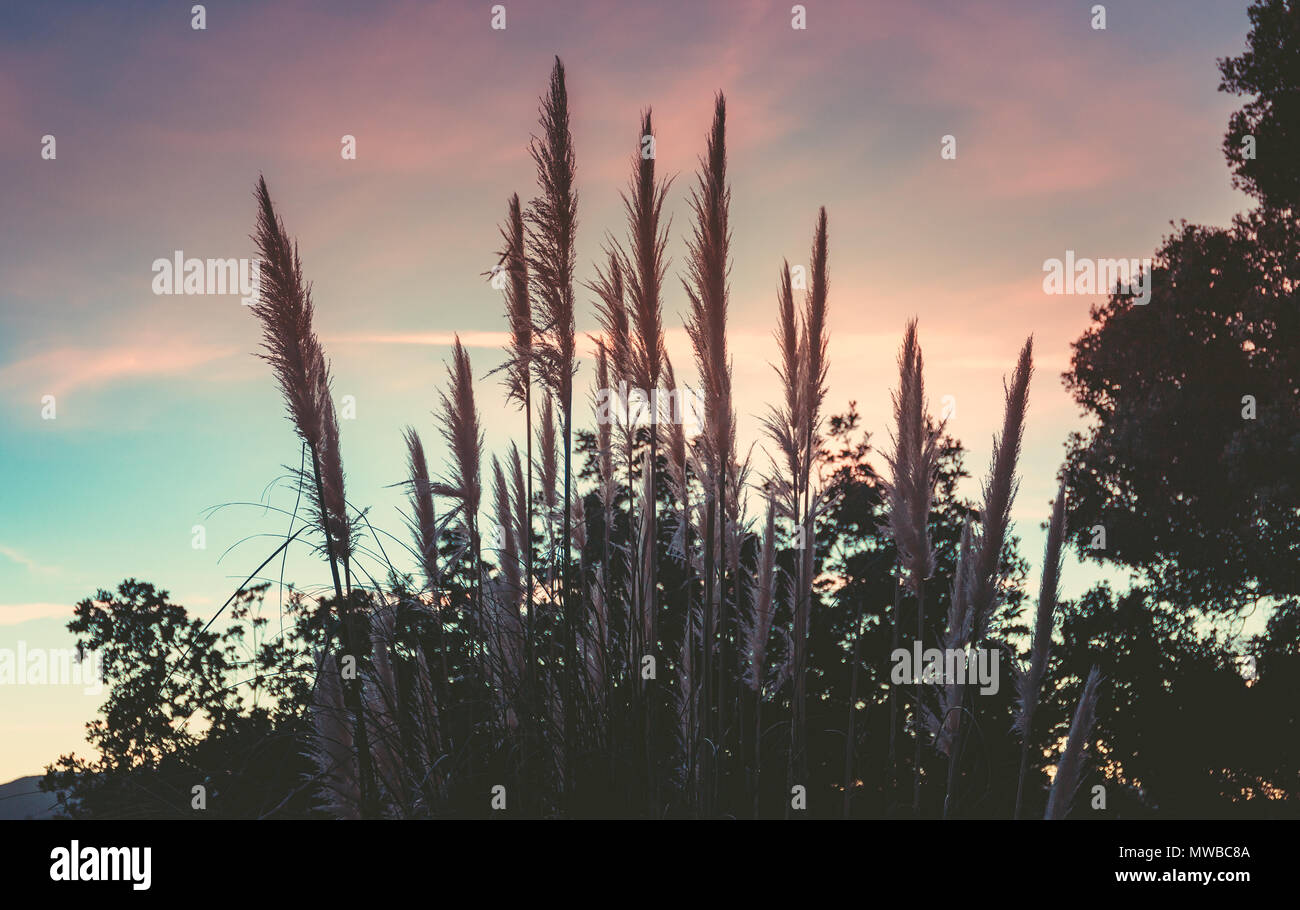 Ornamental grass in the autumn Stock Photo - Alamy