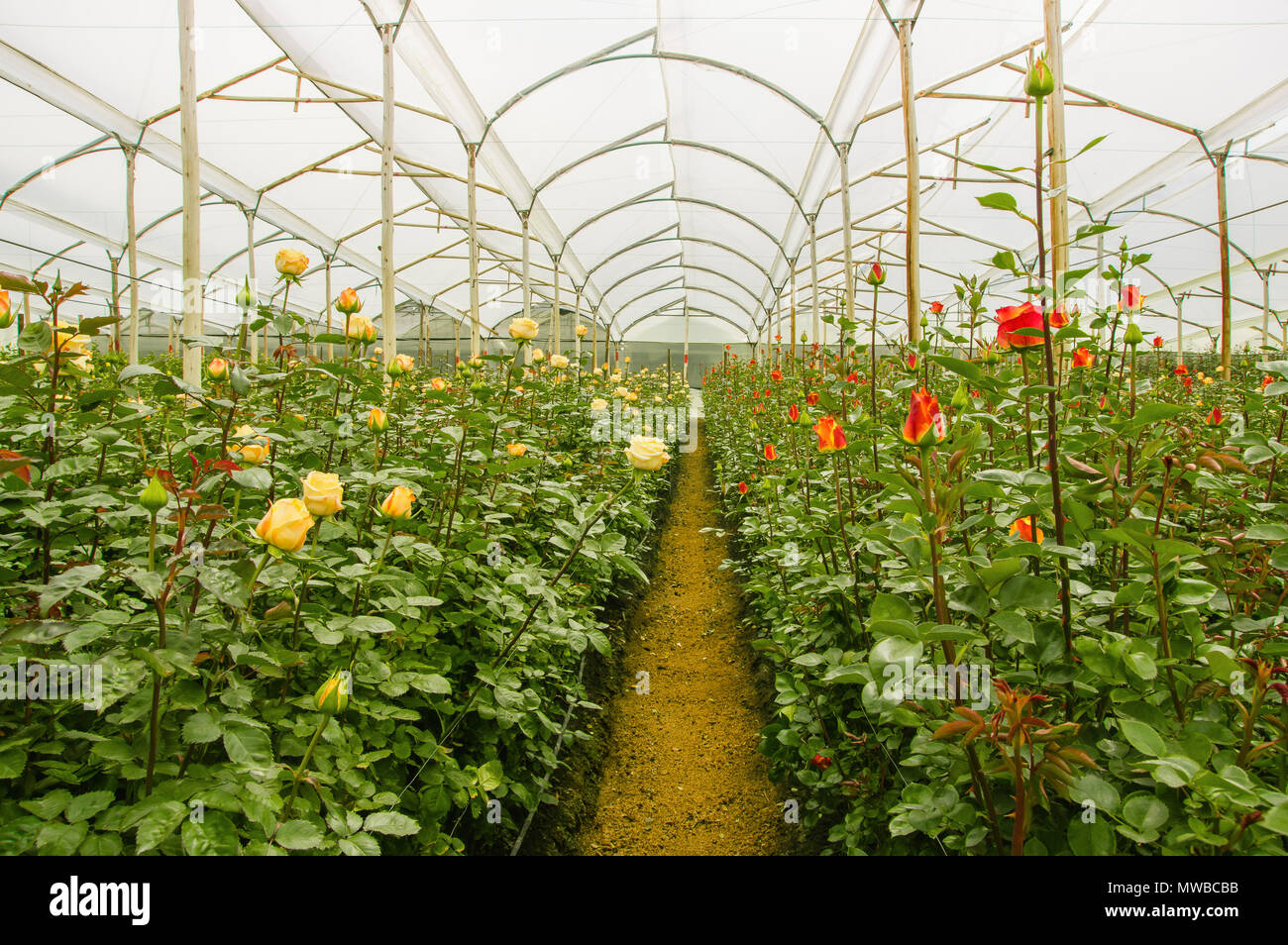 Indoor view of beautiful white and red roses on greenhouses, production ...