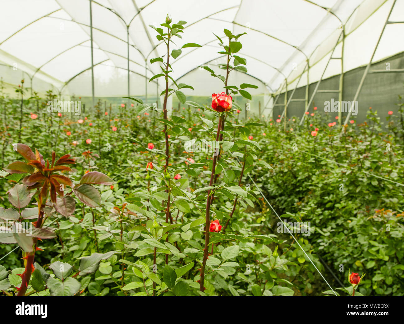Beautiful single red rose flower in garden greenhouse in Ecuador Stock ...