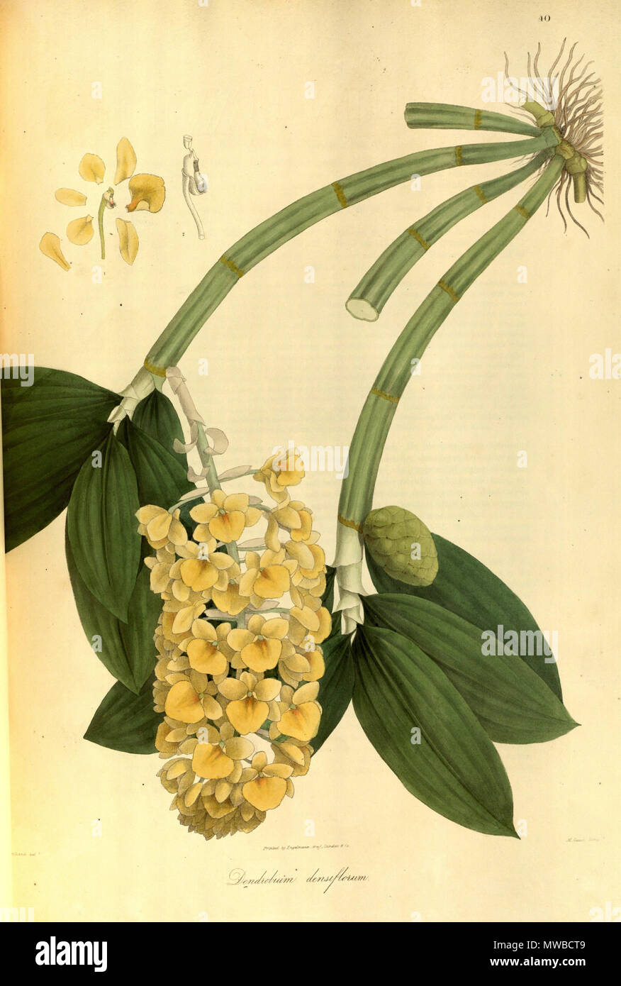 . Illustration of Dendrobium densiflorum . 1830. Nathaniel Wallich ...