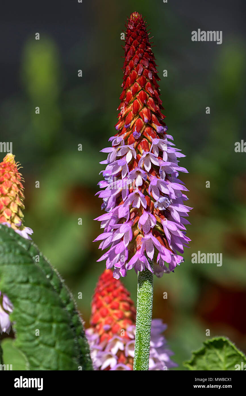 Orchid primrose (Primula vialii), Bavaria, Germany Stock Photo - Alamy