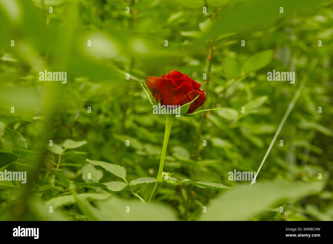 Beautiful single red rose flower in garden greenhouse in Ecuador Stock ...