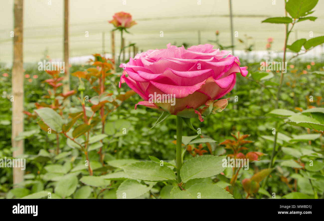 Ecuador flower plantation hi-res stock photography and images - Alamy