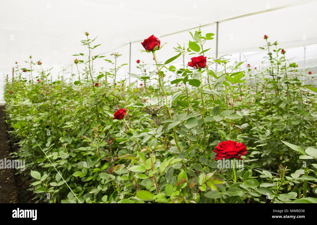 Beautiful single red rose flower in garden greenhouse in Ecuador Stock ...