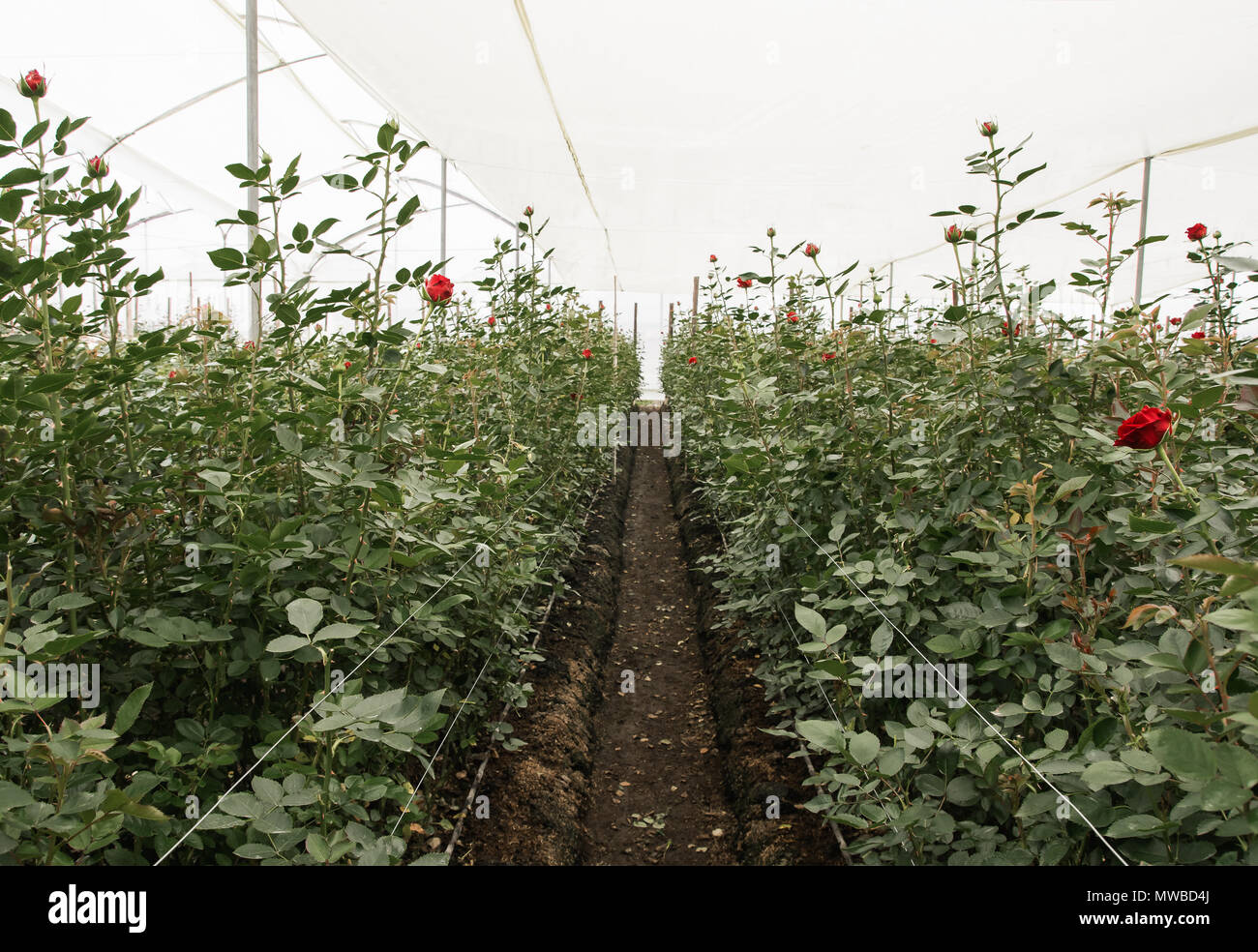 Ecuador rose farm hi-res stock photography and images - Alamy