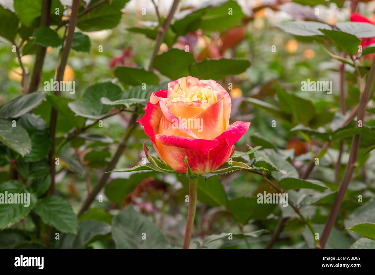 Beautiful indoor view of pink rose flower in garden greenhouse ...