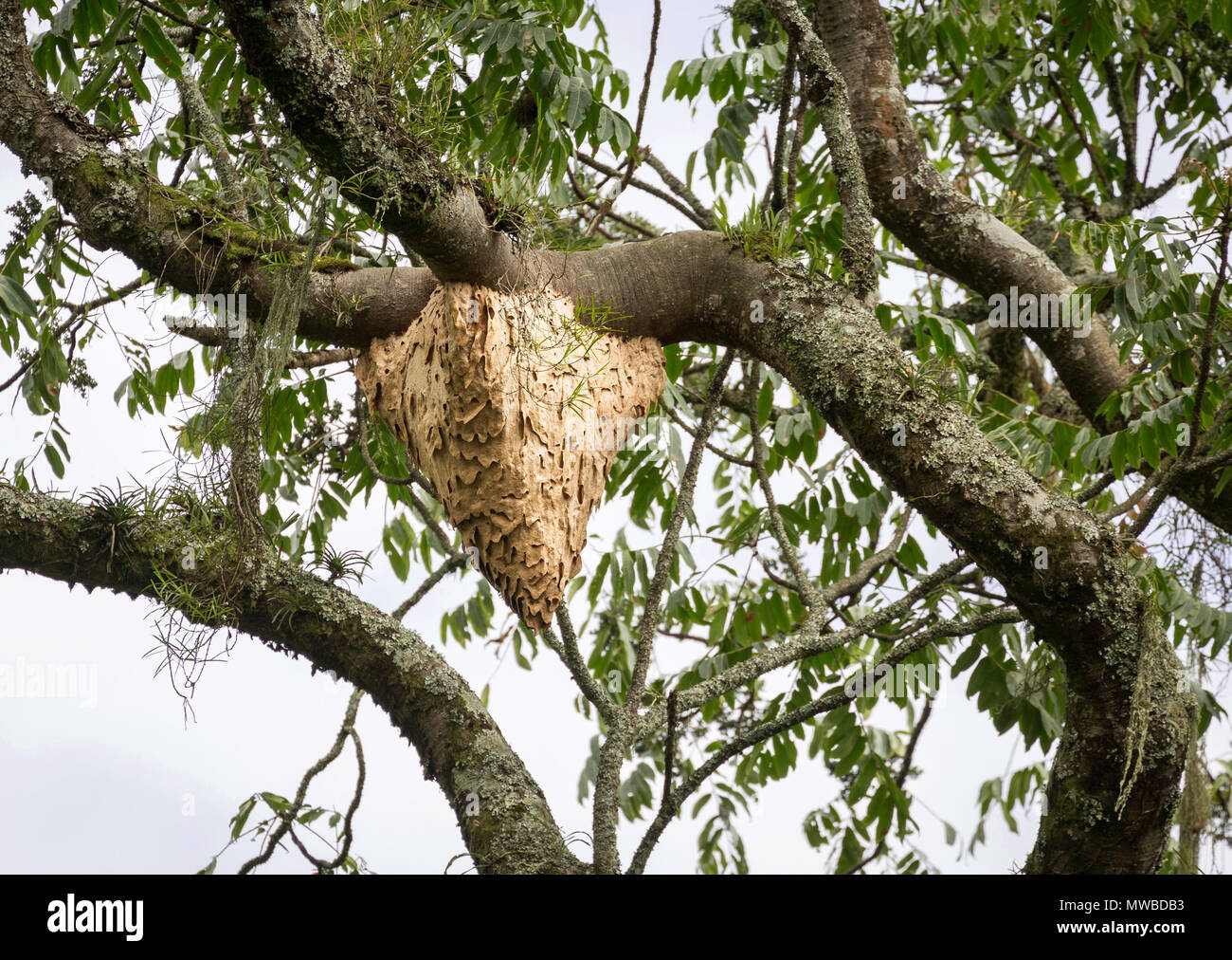 Wasp nest hanging in tree, tropical rain forest, Bwindi Impenetrable ...