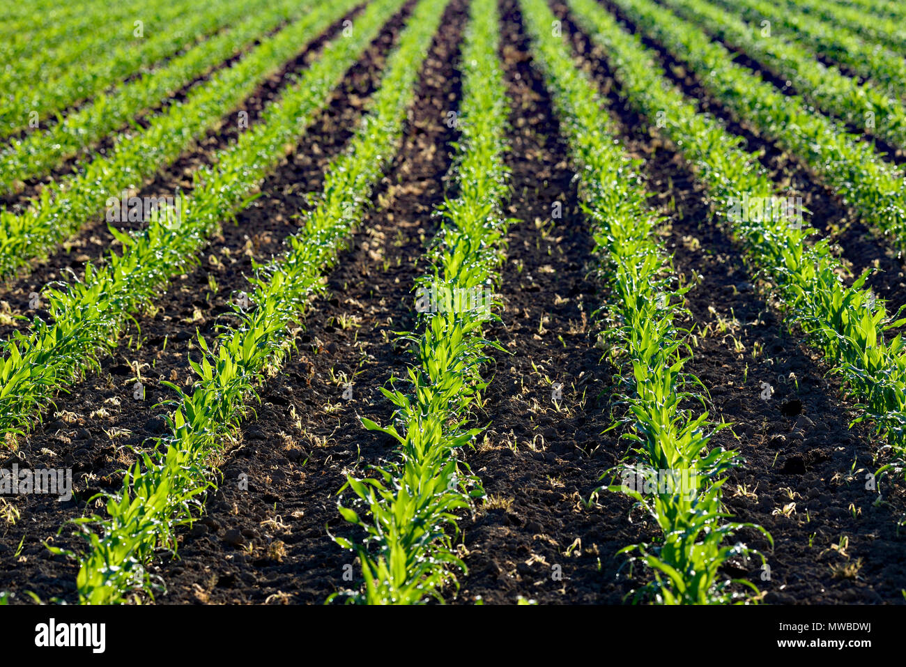 Corn cultivation, field with young plants (Zea mays), North Rhine ...