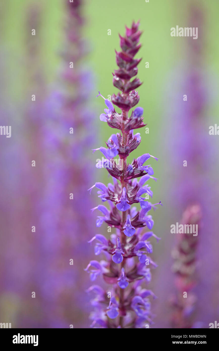 Woodland sage (Salvia nemorosa), Inflorescence, North Rhine-Westphalia ...