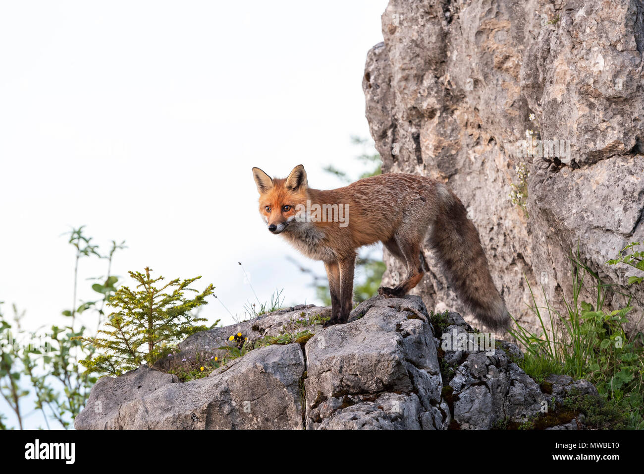 Red fox (Vulpes vulpes) stands on rocks, Gesäuse National Park National ...