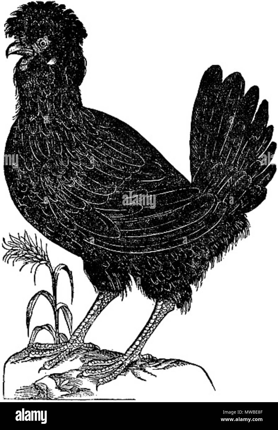 Gallina padovana hi-res stock photography and images - Alamy