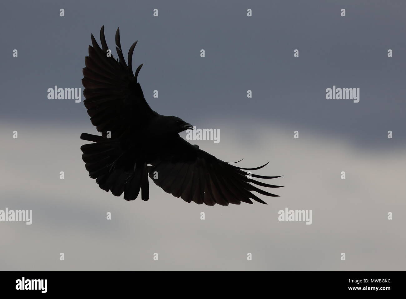 Crow in flight hi-res stock photography and images - Alamy