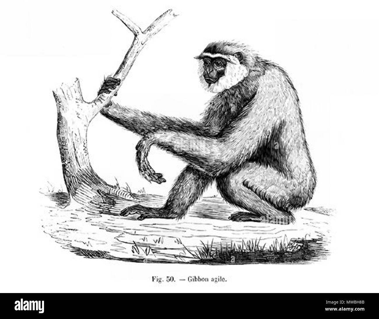Gibbon habitat Cut Out Stock Images & Pictures - Alamy