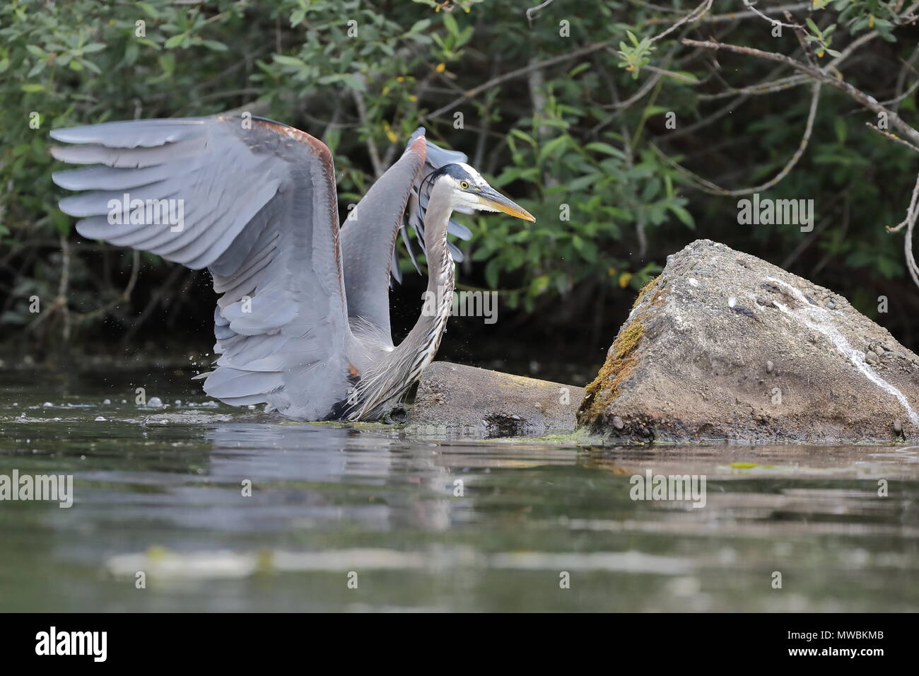Great Blue Heron fishing Stock Photo - Alamy